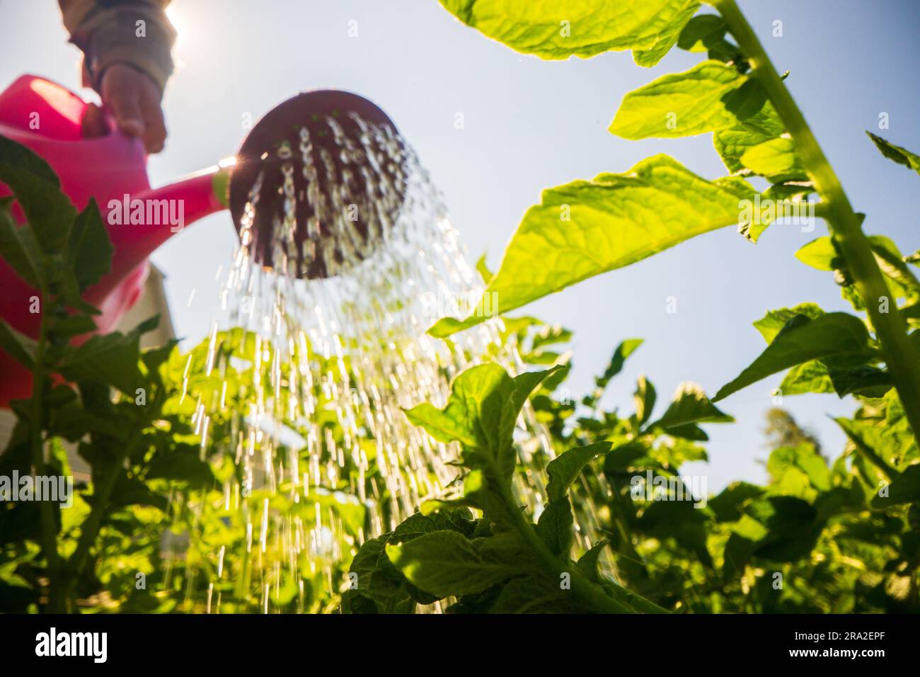 Watering vegetable plants on a plantation in the summer heat with a ...