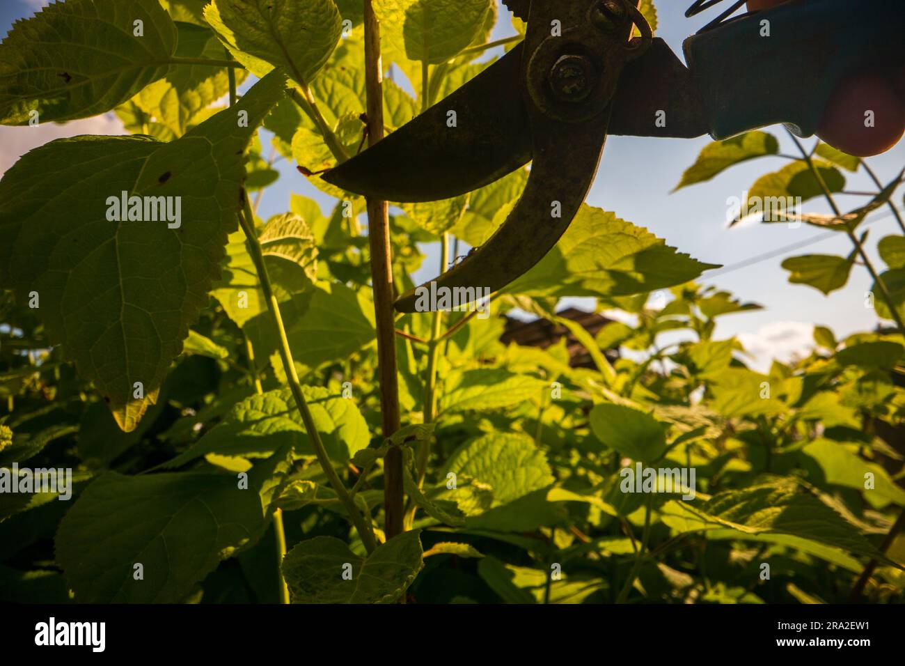 Farmer who make pruning of bushes with secateurs. Gardening Tools ...