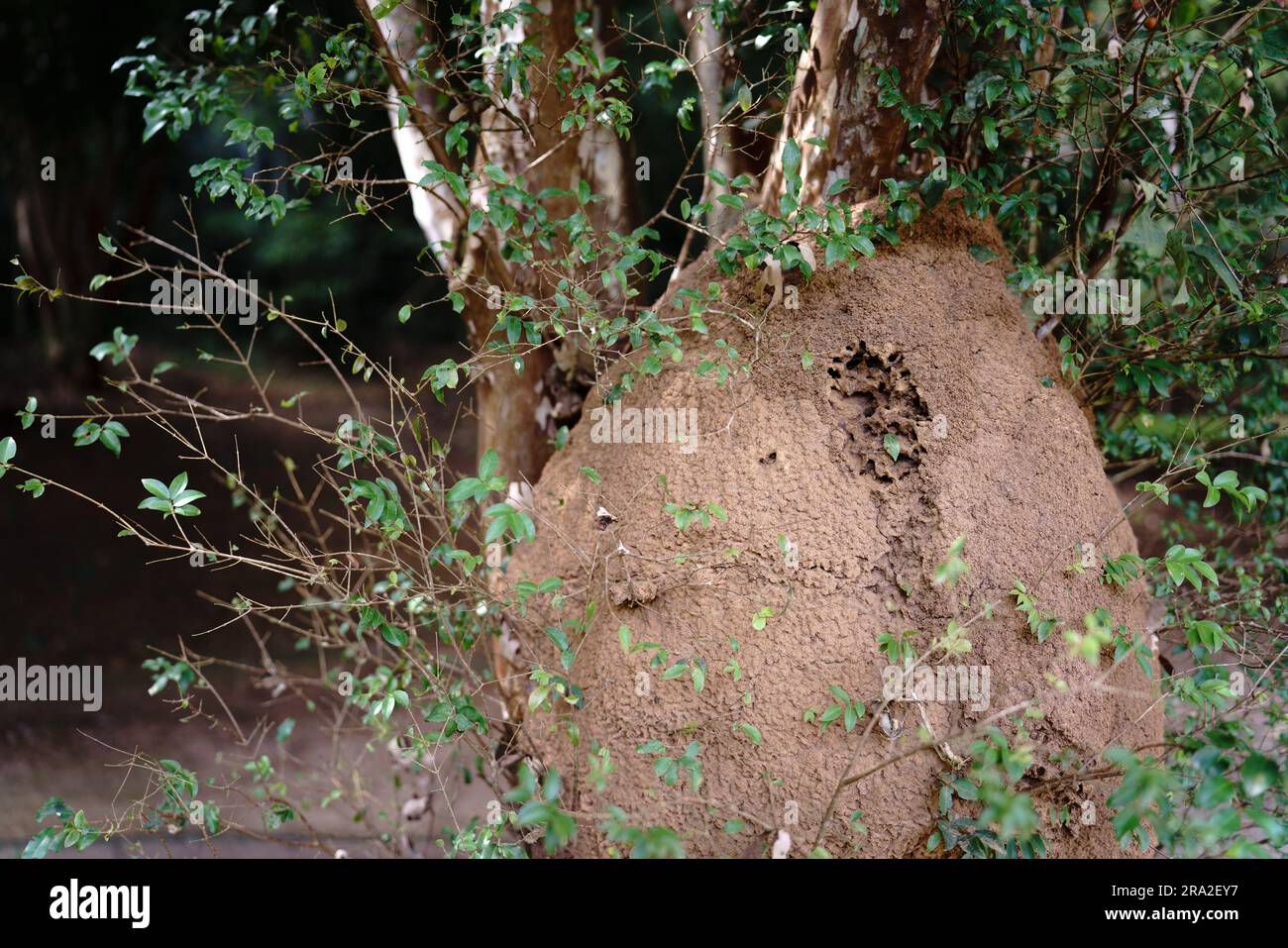 Huge Termite Mound at Base of Tree with Green Foliage Background Stock ...