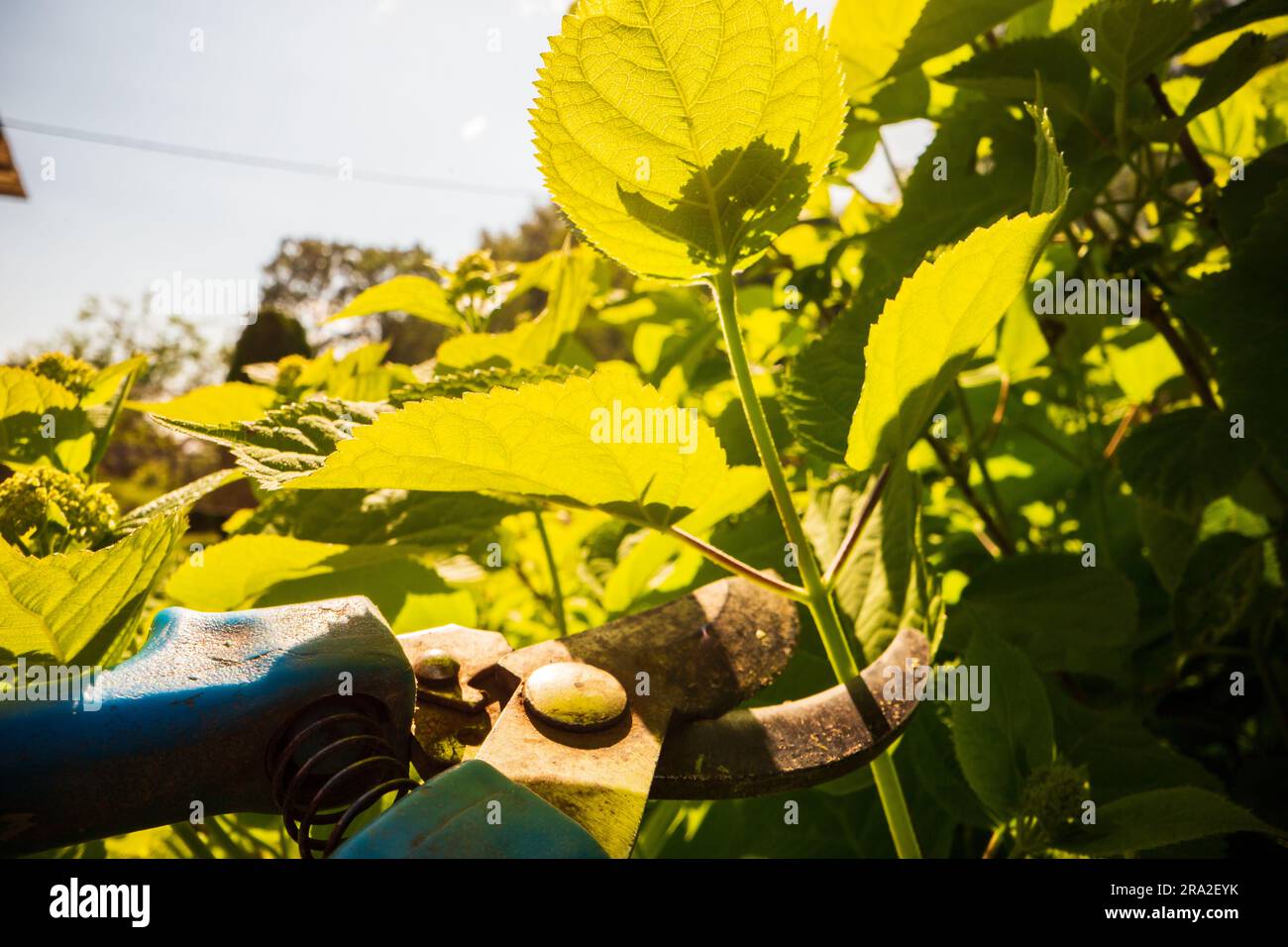 Farmer hands who make pruning of bushes with secateurs. Gardening Tools ...