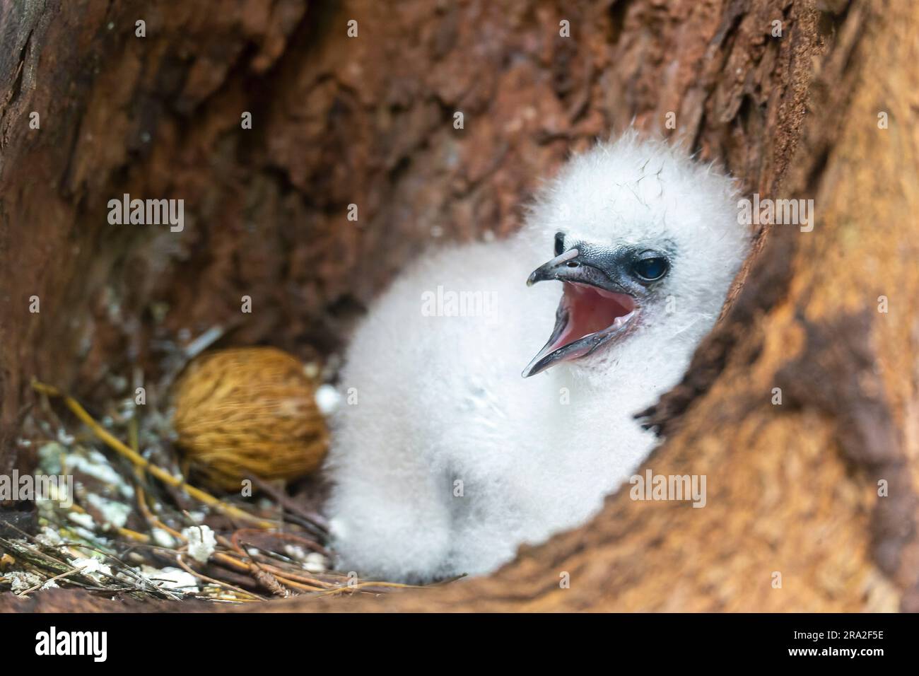 White Tailed Tropicbird (Phaethon lepturus) at Cousin Island ...
