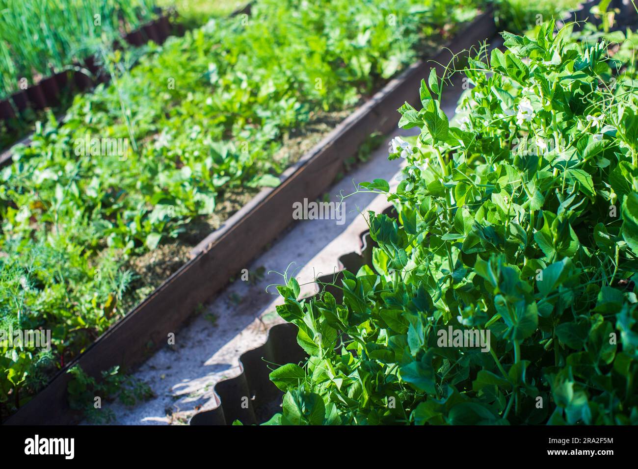 Crops planted in soil get ripe under sun. Cultivated land close up with ...