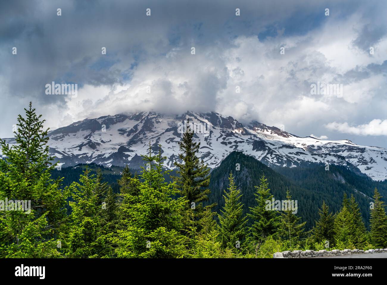 A view of evergreen trees with Mount Rainier in the distance Stock ...
