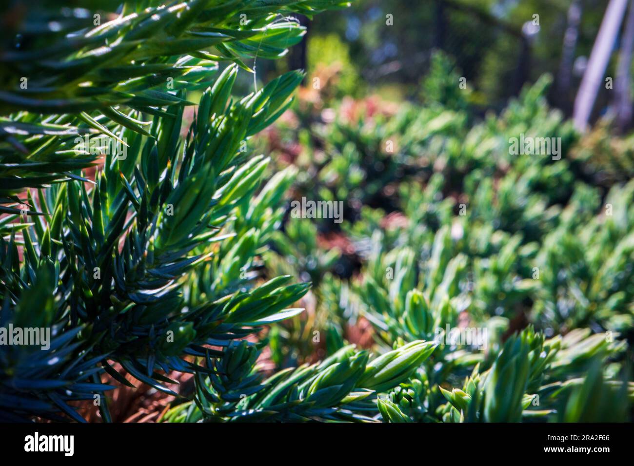 Thorny branches of juniper close-up. Prickly tree. Green natural background. Juniper tree ...