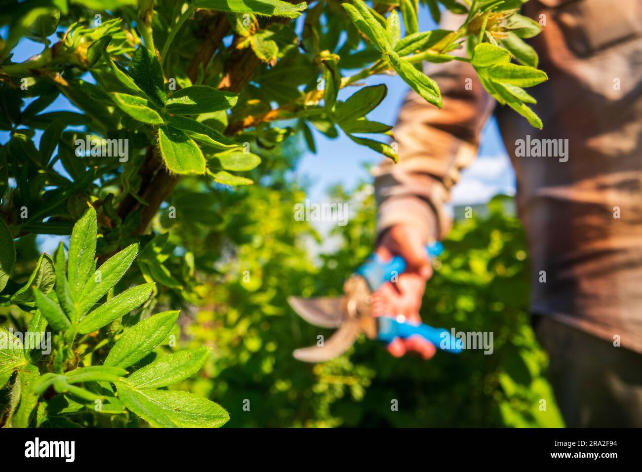 Farmer who make pruning of bushes with secateurs. Gardening Tools ...