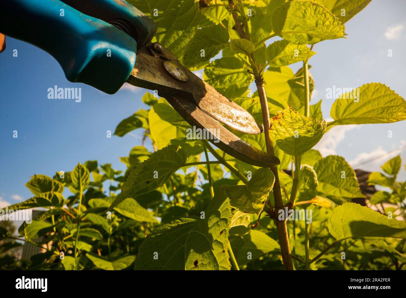 Farmer who make pruning of bushes with secateurs. Gardening Tools ...