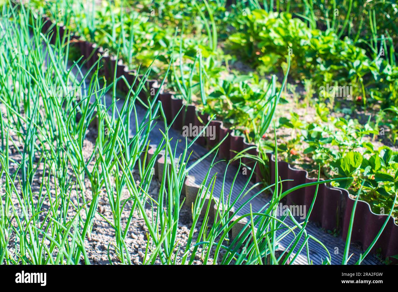Crops planted in soil get ripe under sun. Cultivated land close up with ...