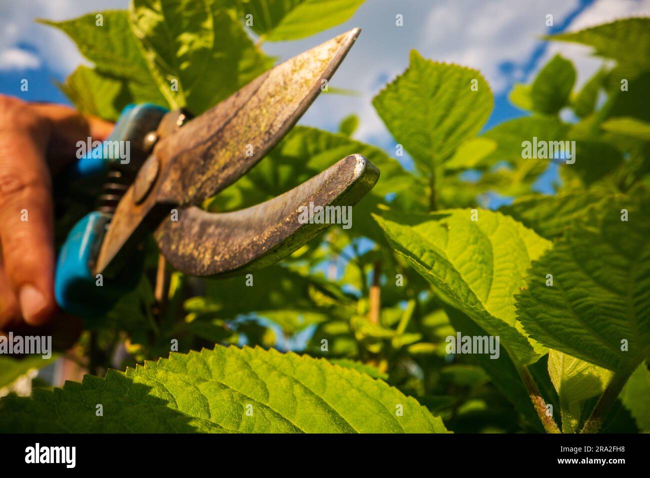 Farmer who make pruning of bushes with secateurs. Gardening Tools ...