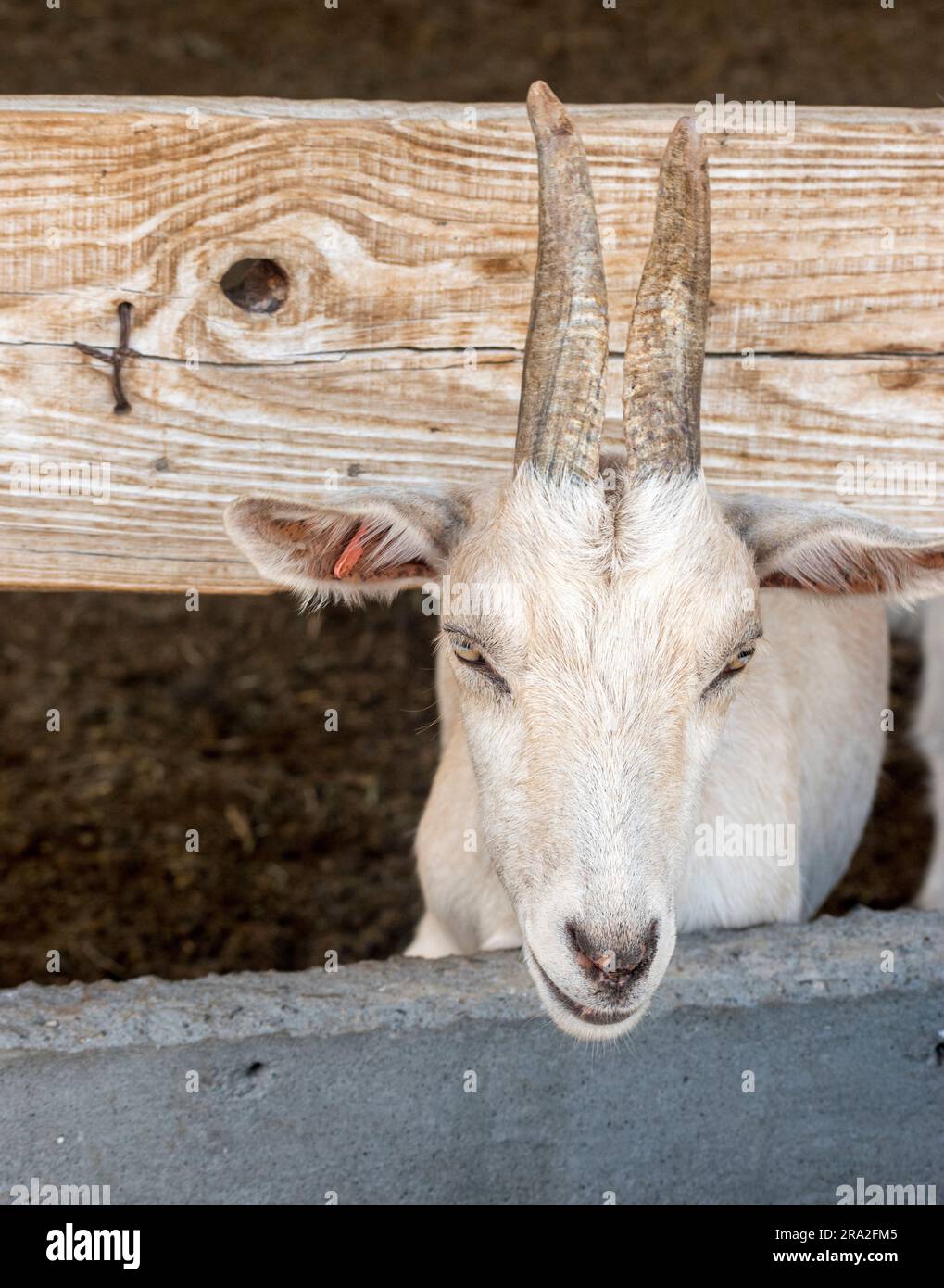 Goats in the corral of the farm Stock Photo - Alamy