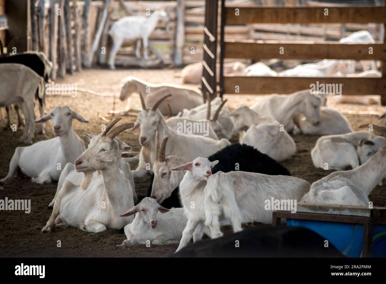 Goats in the corral of the farm Stock Photo - Alamy
