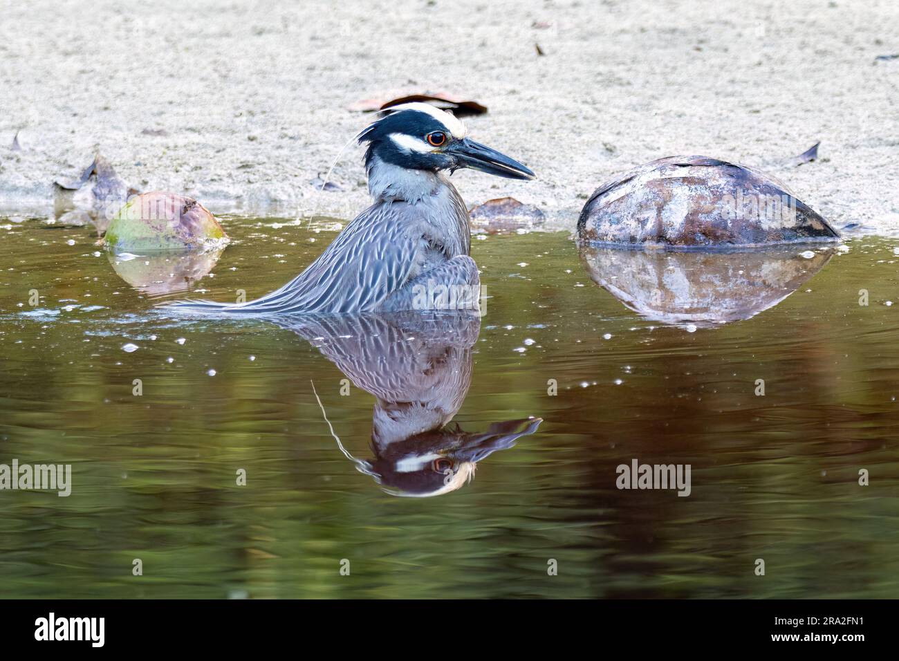 A bird stands in the shallow water of a natural body of water Stock ...