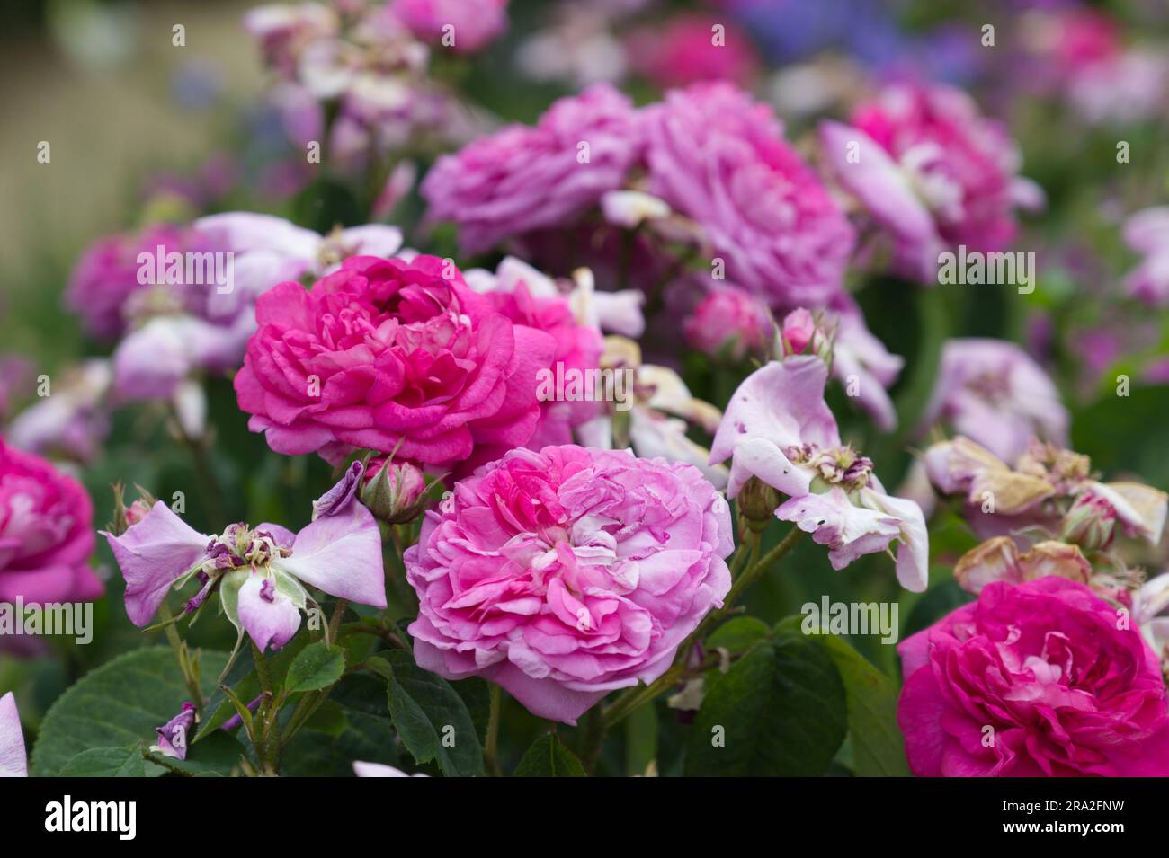 Double pink summer flowers of Gallica rose Rosa Duchesse de Buccleugh ...