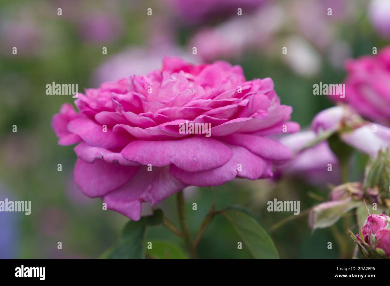 Double pink summer flowers of Gallica rose Rosa Duchesse de Buccleugh ...