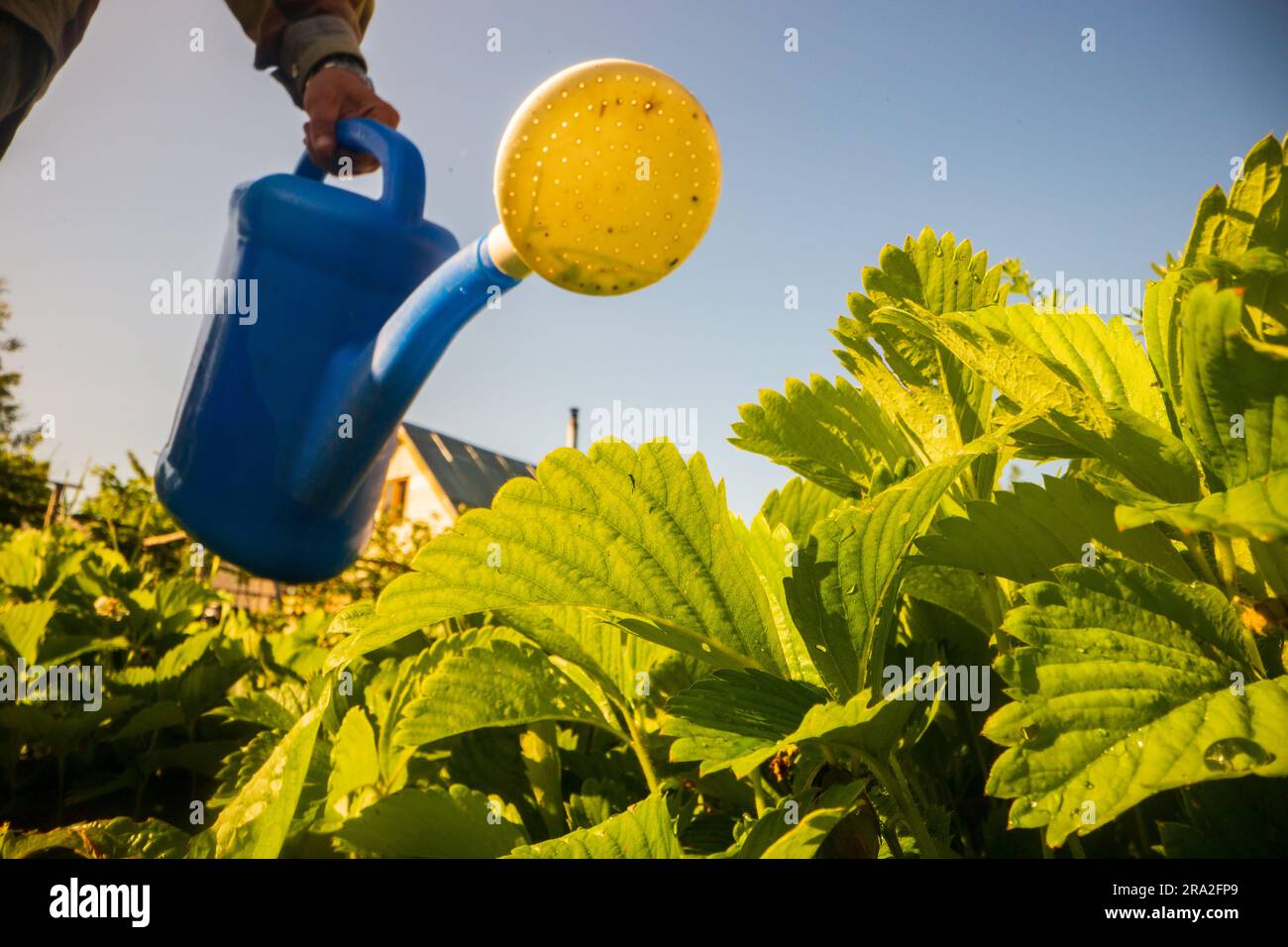 Watering vegetable plants on a plantation in the summer heat with a ...