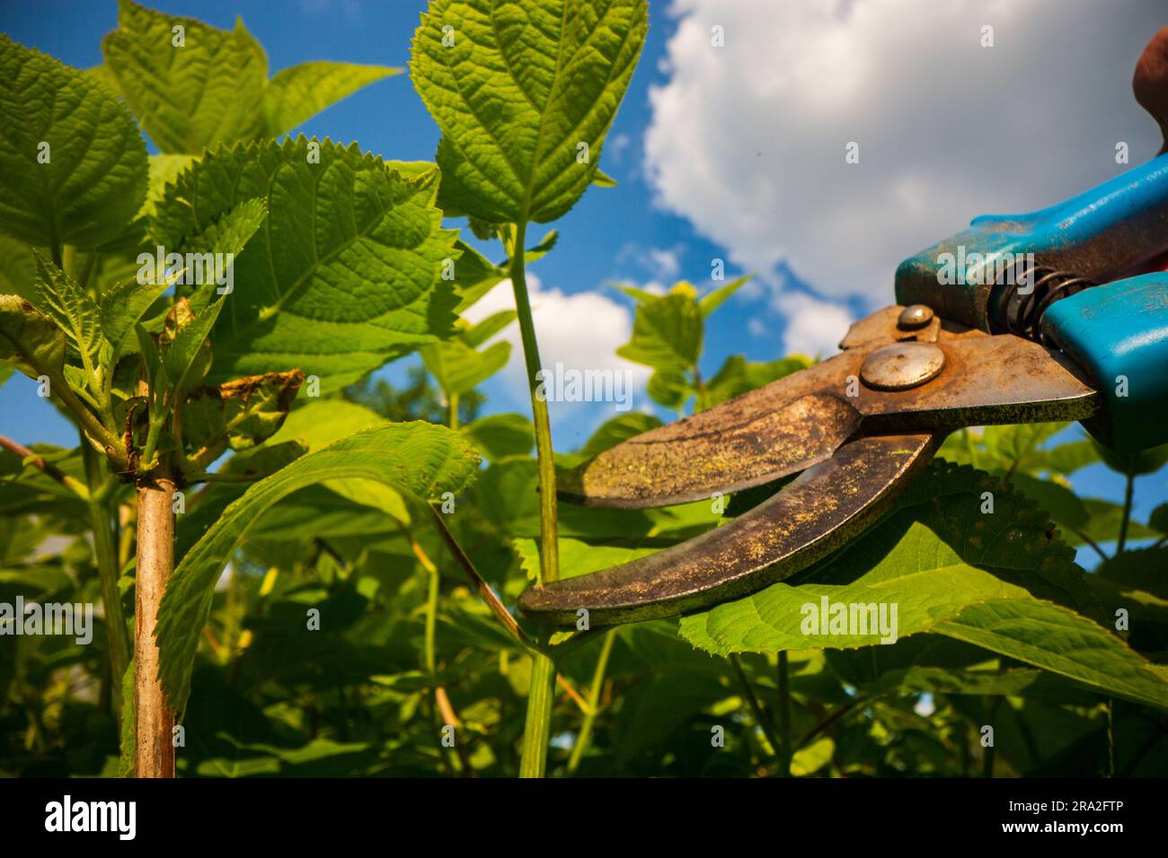 Farmer who make pruning of bushes with secateurs. Gardening Tools ...
