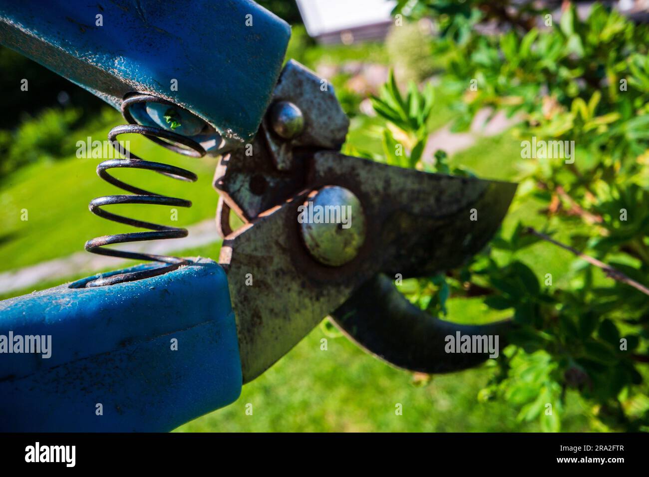 Farmer hands who make pruning of bushes with secateurs. Gardening Tools ...