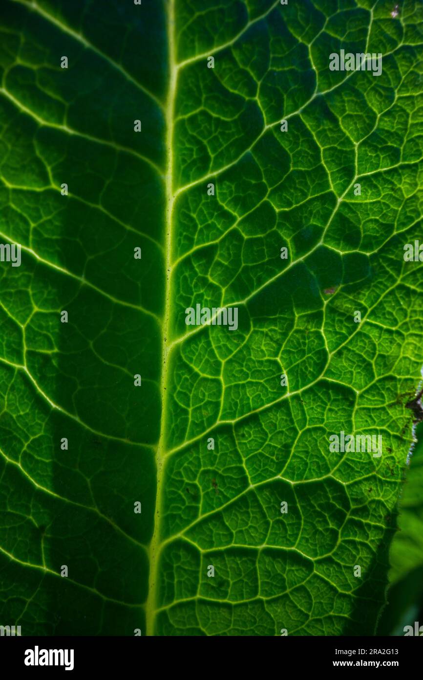 A beautiful fresh green leaf close-up highlighted by the sun. Detailed ...