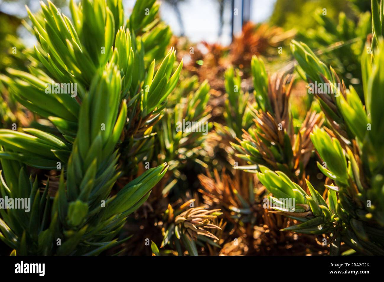 Thorny branches of juniper close-up. Prickly tree. Green natural ...