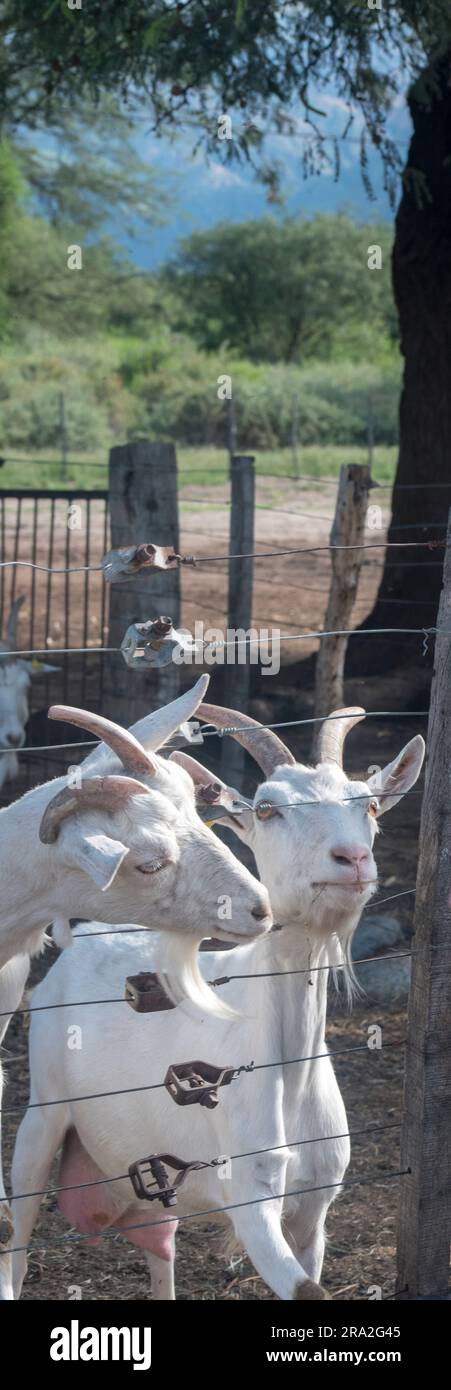 Goats in the corral of the farm Stock Photo - Alamy
