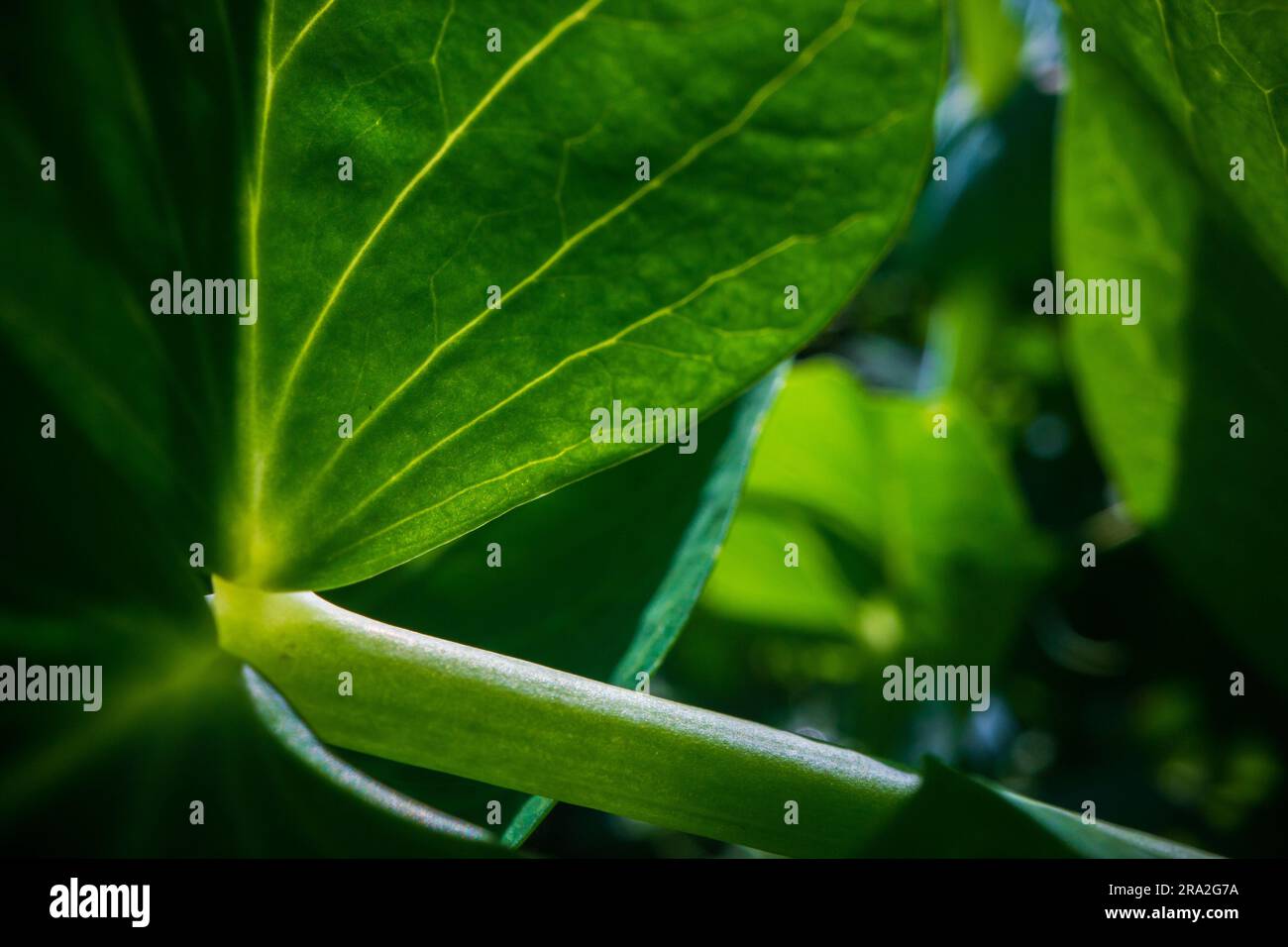 Stem and leaves of pea close-up in the farm. Green fresh natural food ...