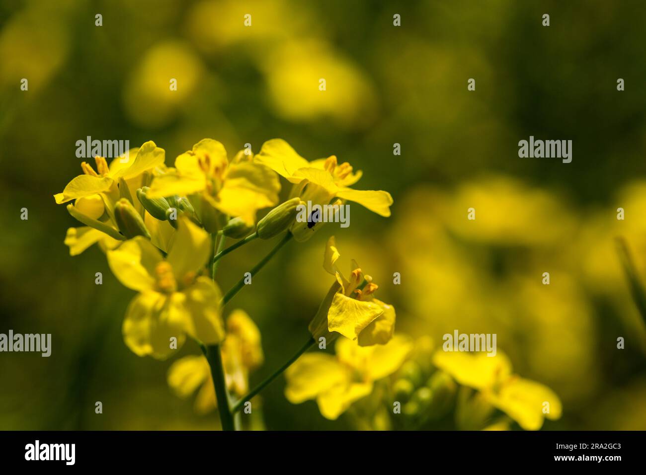 Rape plant and flowers in close-up. Cultivation of rapeseed Stock Photo ...