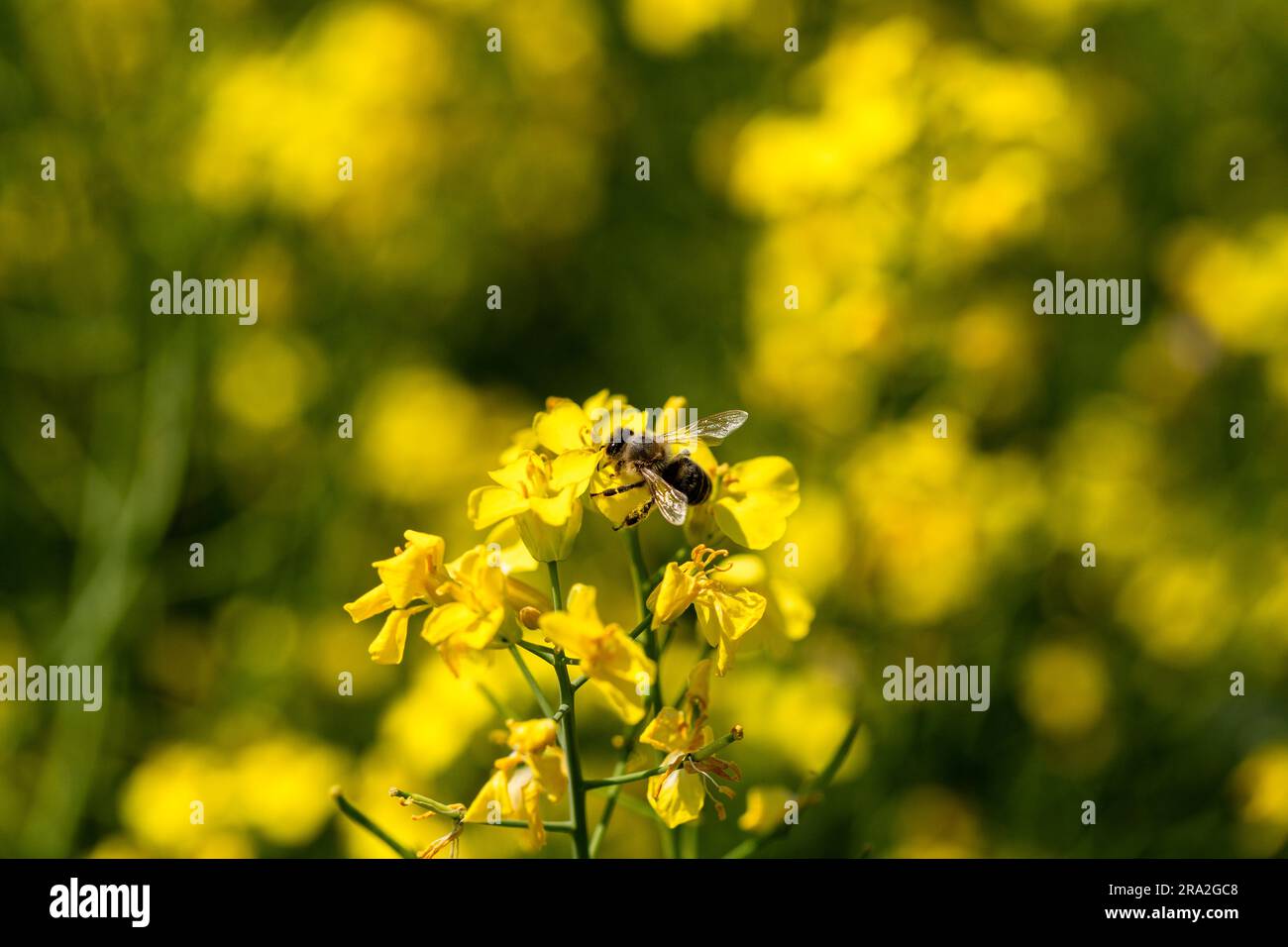 Golden lush blooming rapeseed, bees are collecting nectar Stock Photo ...