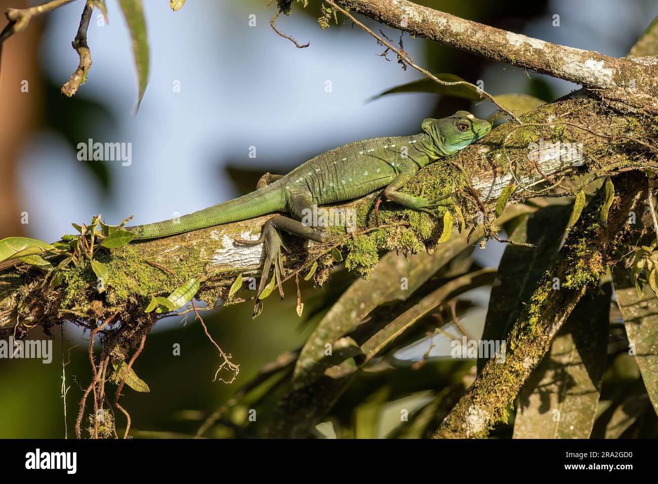 A vibrant green lizard atop a tree branch in a peaceful woodland ...