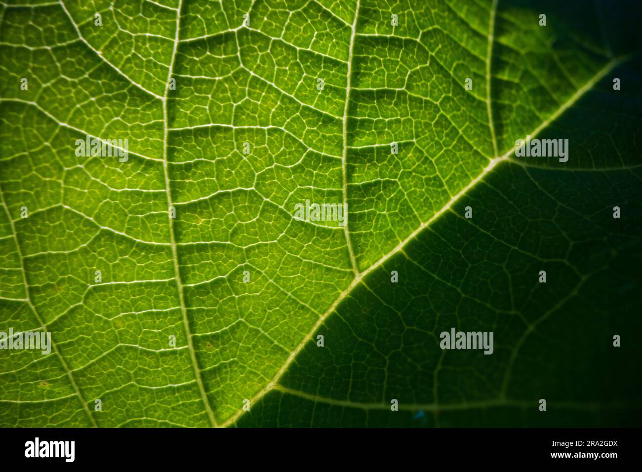 A beautiful fresh green leaf close-up highlighted by the sun. Detailed ...
