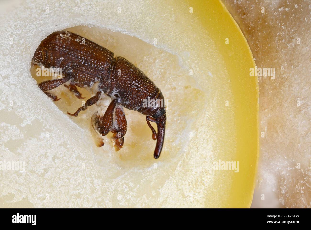 Granary Weevil (Sitophilus granarius) also Grain / Wheat Weevil. Dead ...