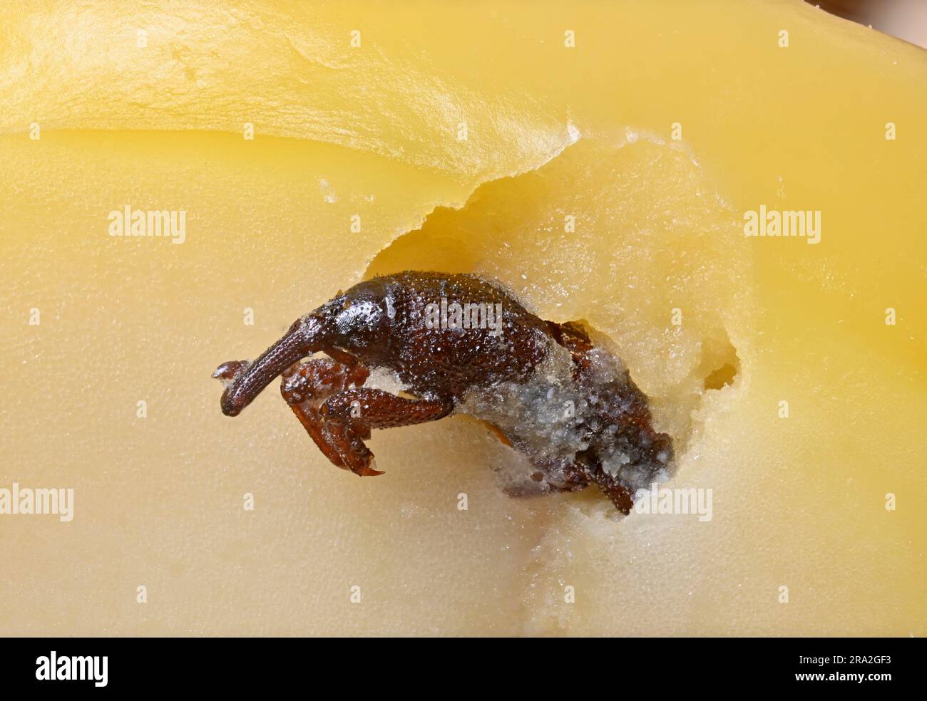 Granary Weevil (Sitophilus granarius) also Grain / Wheat Weevil. Dead ...