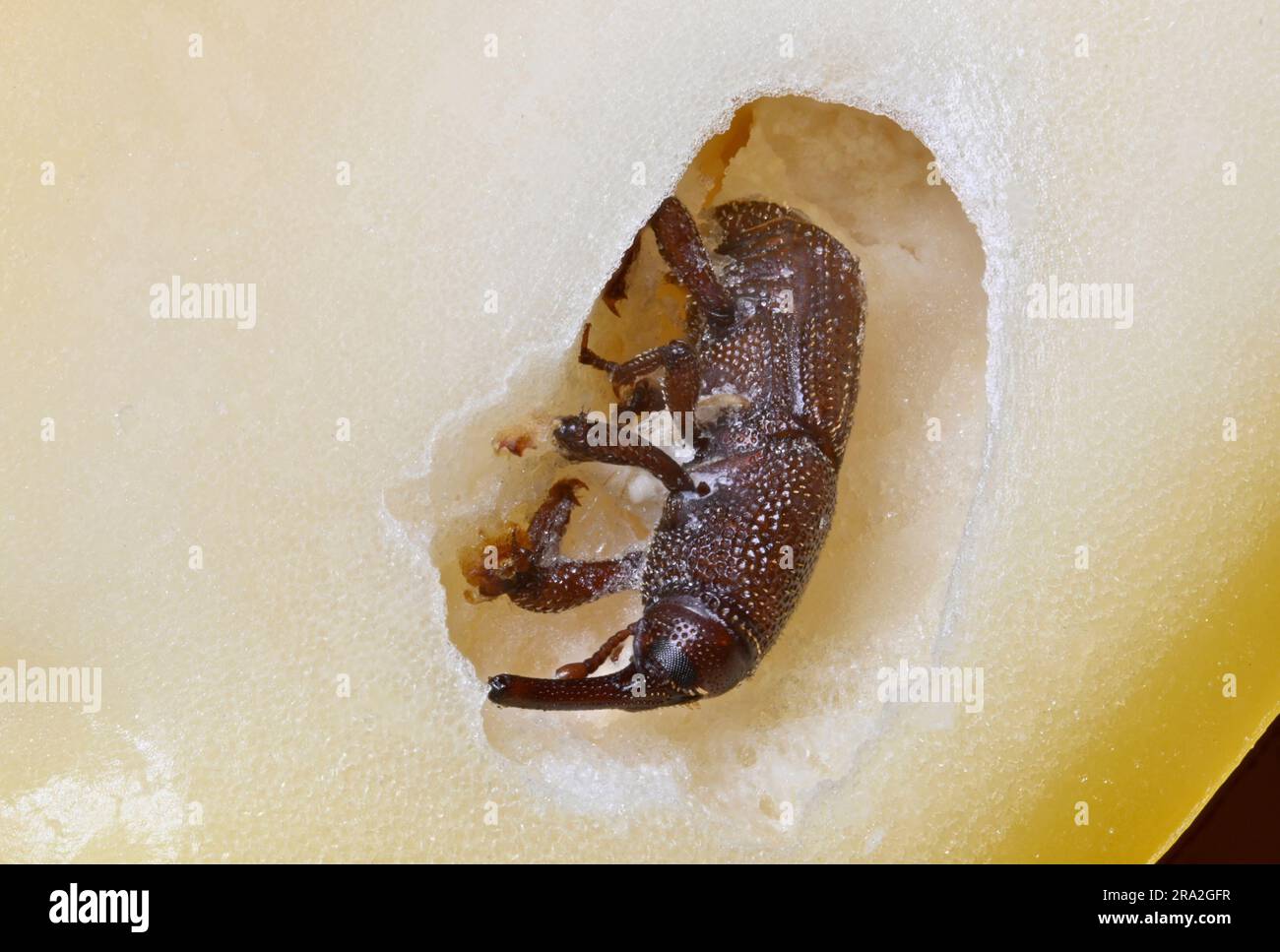 Grain weevil sitophilus granarius hi-res stock photography and images ...