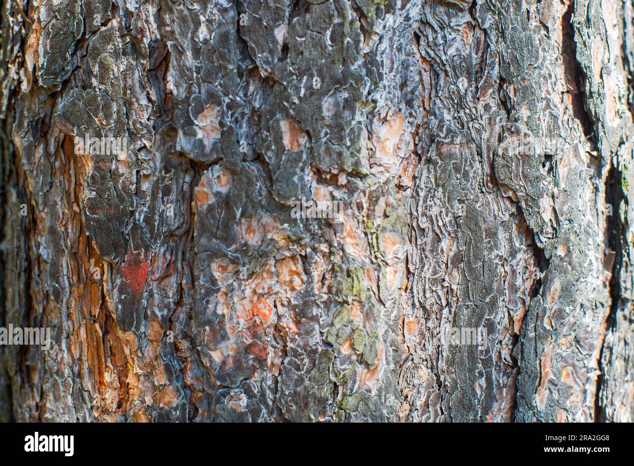 Relief texture of tree old bark close-up in the forest. Natural ...