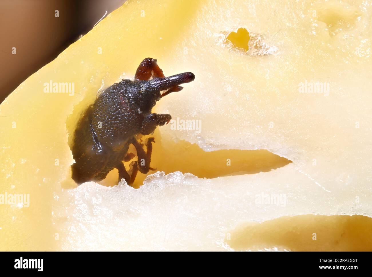 Granary Weevil Infestation