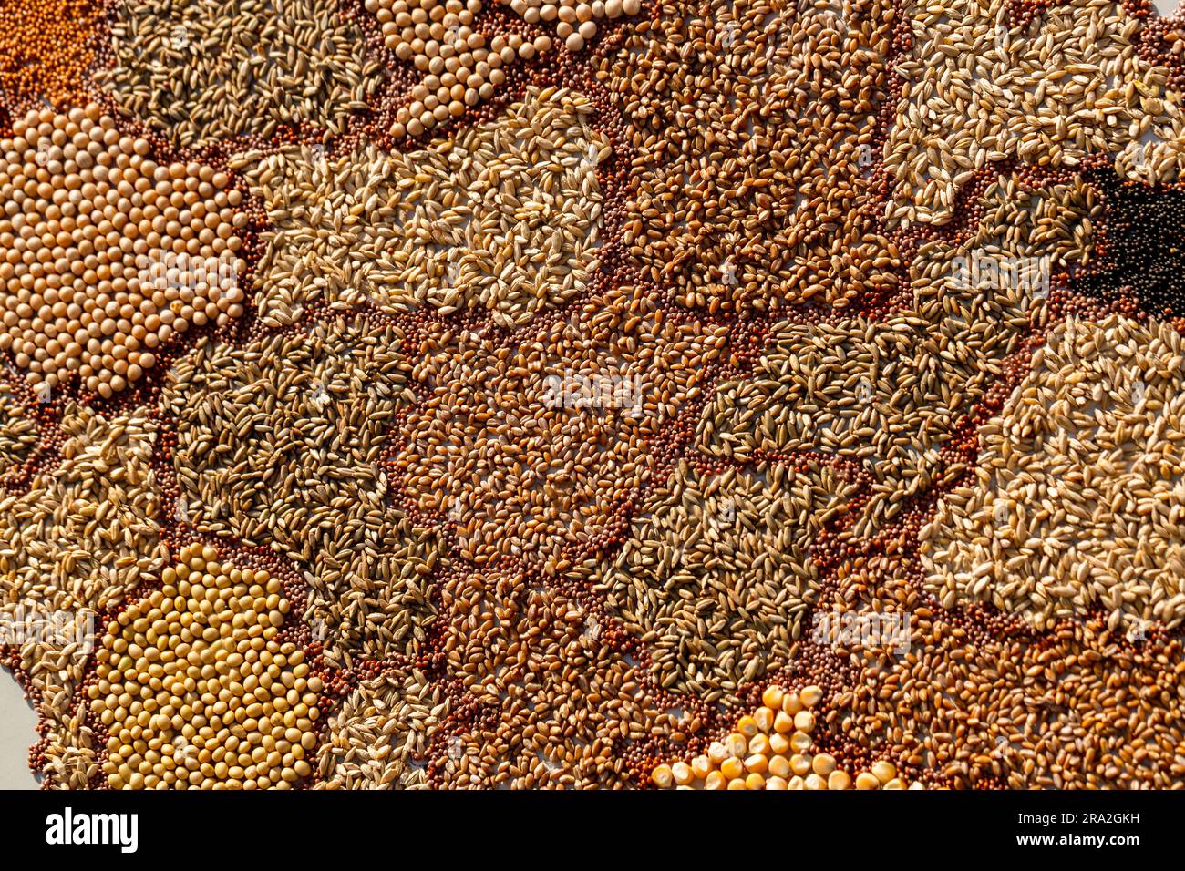 World map from different types of wheat seeds, closeup Stock Photo - Alamy