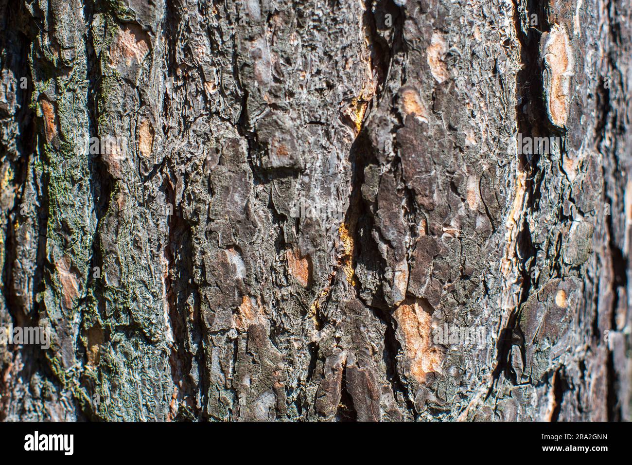 Relief texture of tree old bark close-up in the forest. Natural ...