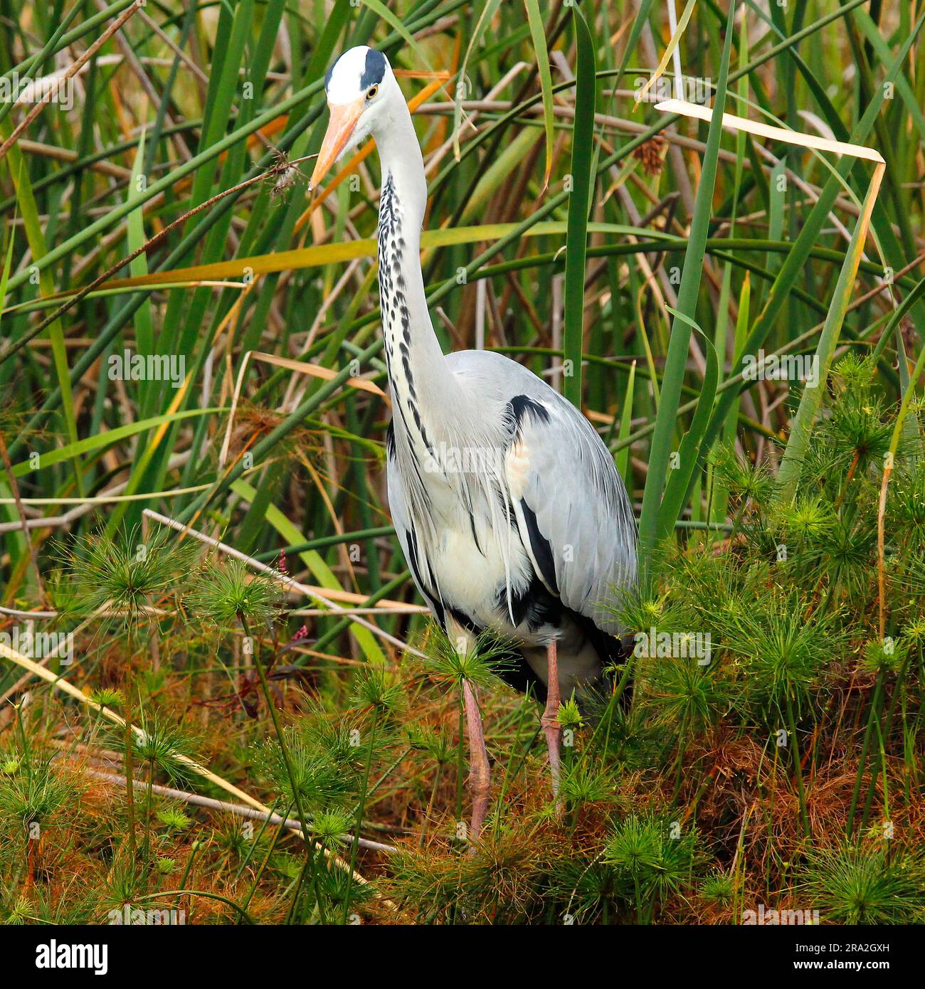 Grey heron standing and waiting for a fish to appear, then striking the ...
