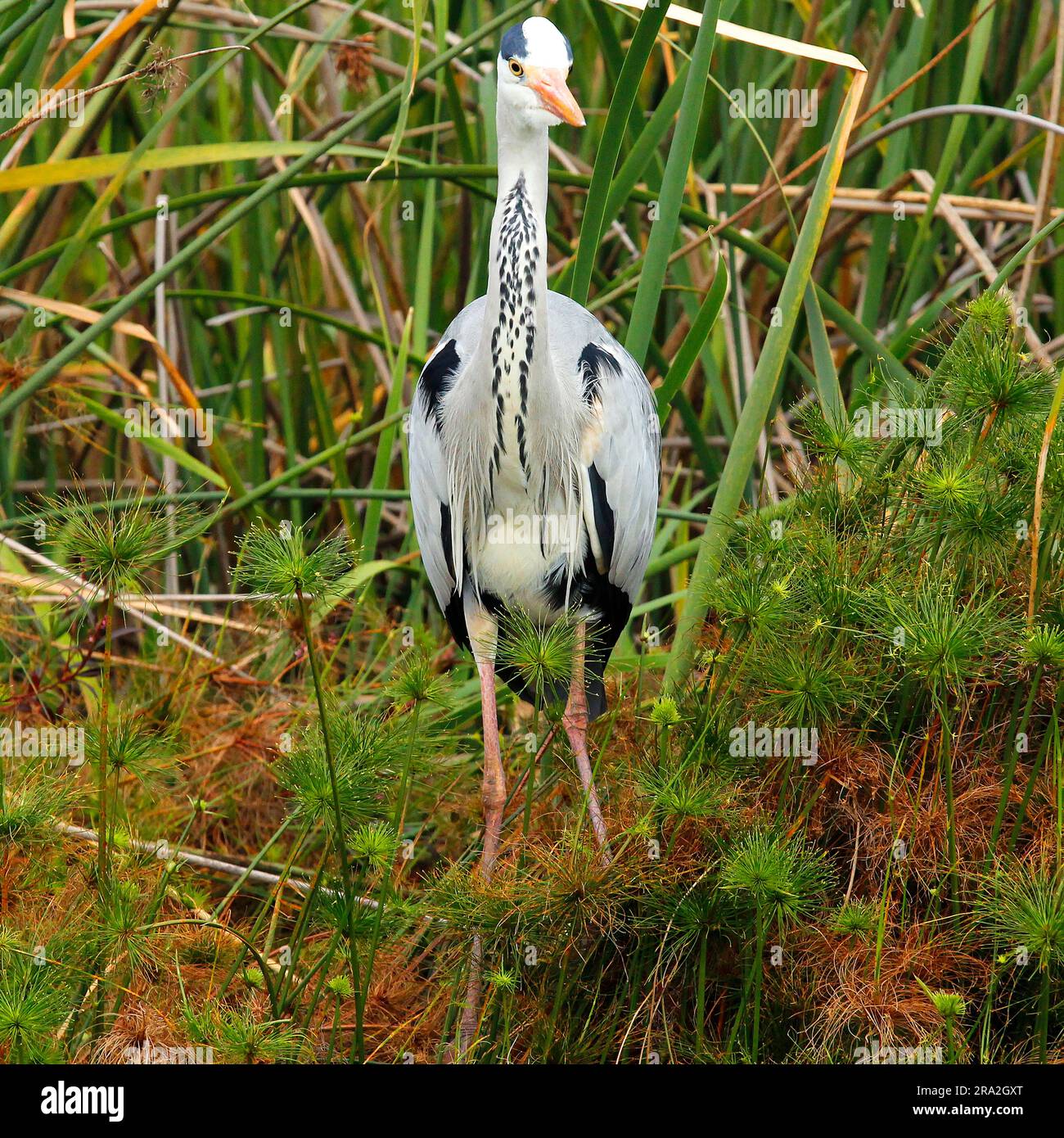 Grey heron standing and waiting for a fish to appear, then striking the ...