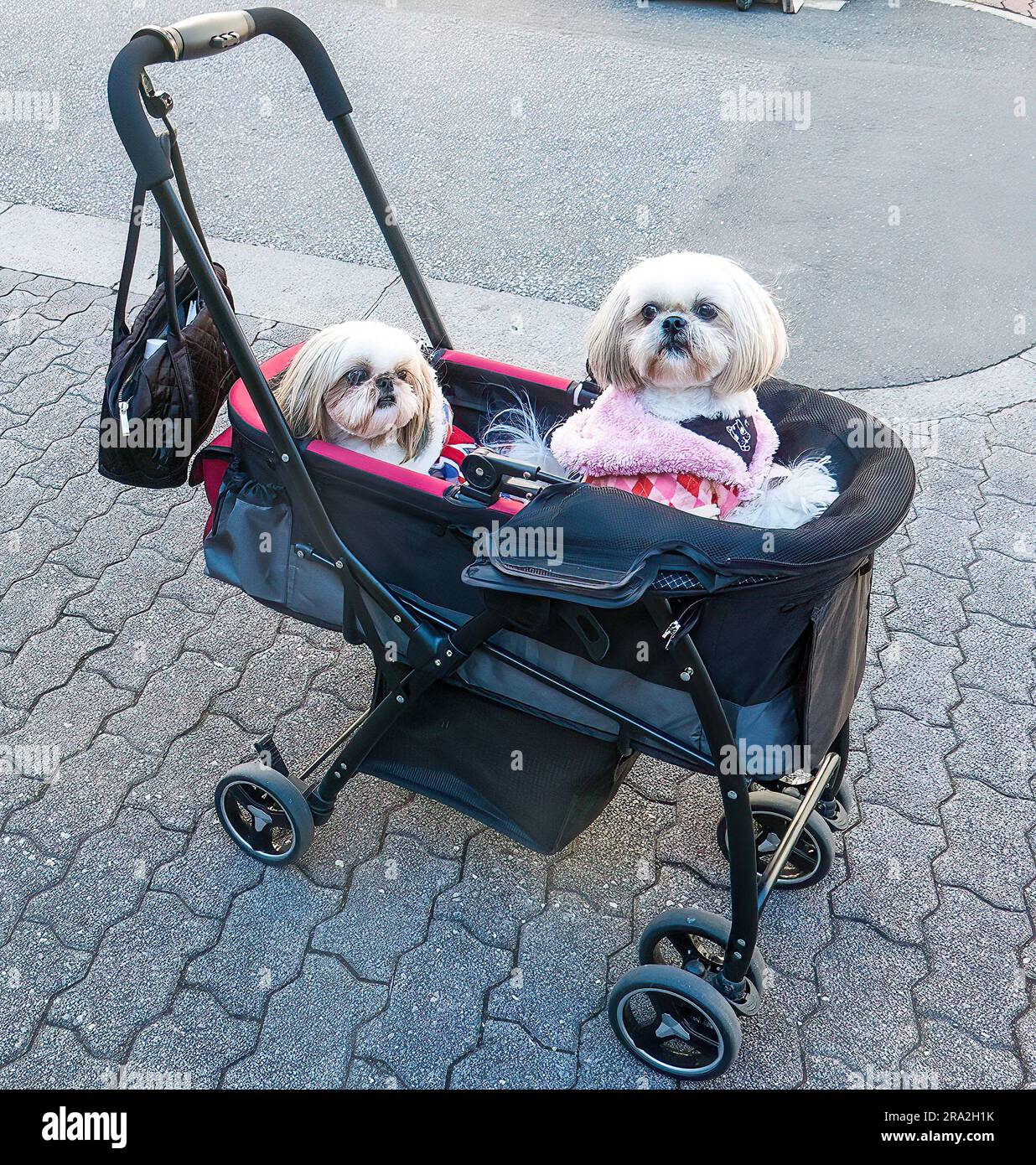 Two (over) pampered dogs Stock Photo - Alamy