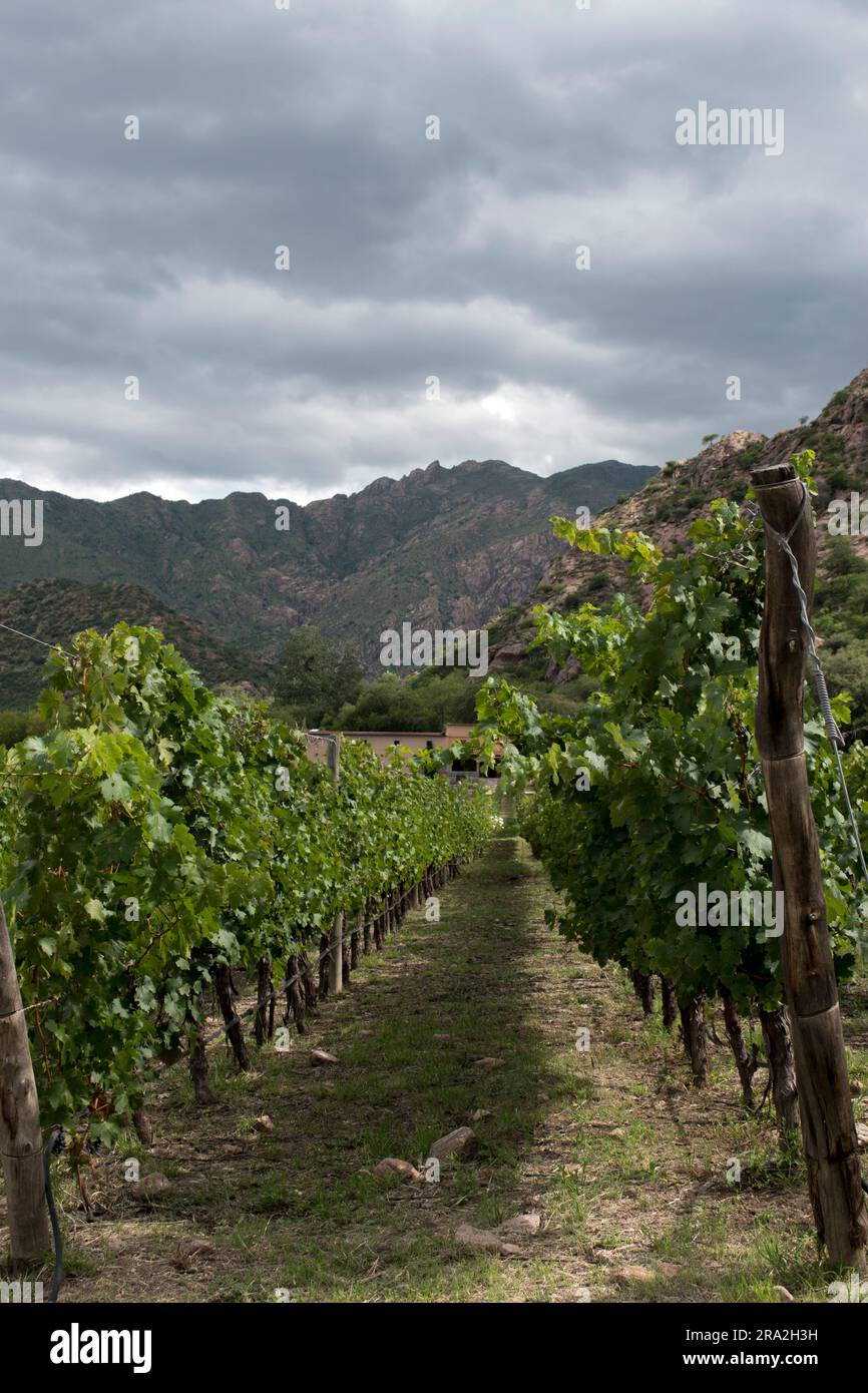 Cafayate bodega hi-res stock photography and images - Alamy