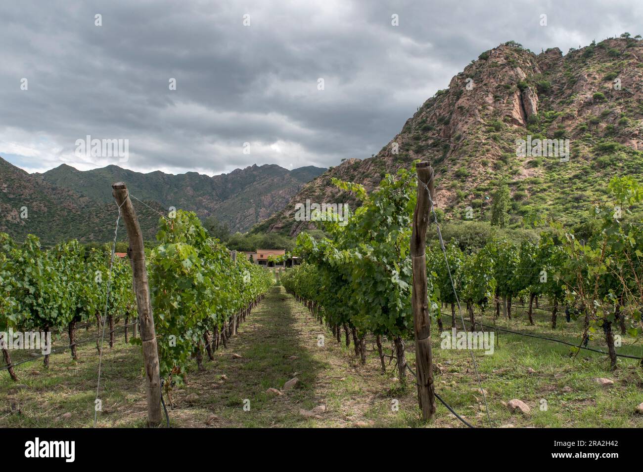 Salta argentina vineyard hi-res stock photography and images - Alamy