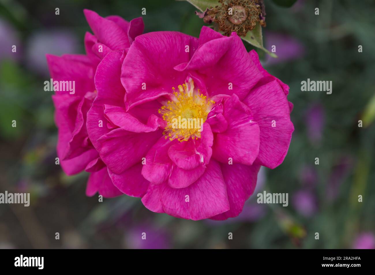 Bright pink flowers of apothecary's rose Rosa gallica officinalis in UK ...