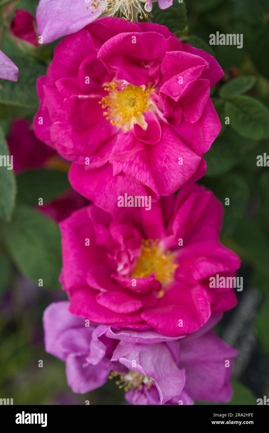 Bright pink flowers of apothecary's rose Rosa gallica officinalis in UK ...