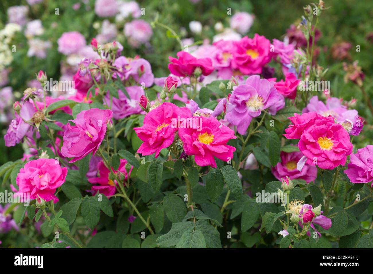 Bright pink flowers of gallica rose Rosa gallica officinalis in UK garden June Stock Photo - Alamy