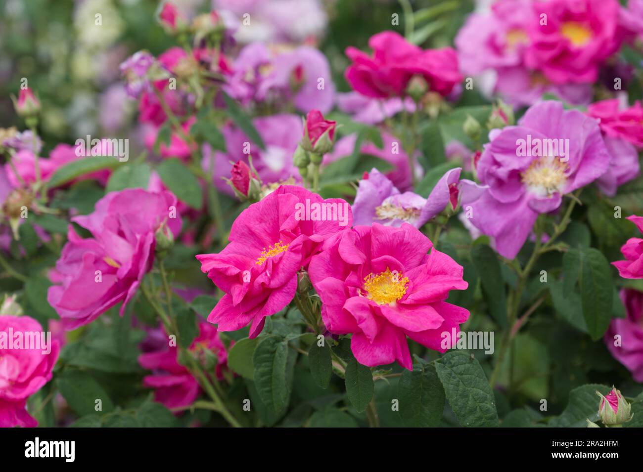 Bright pink flowers of gallica rose Rosa gallica officinalis in UK ...