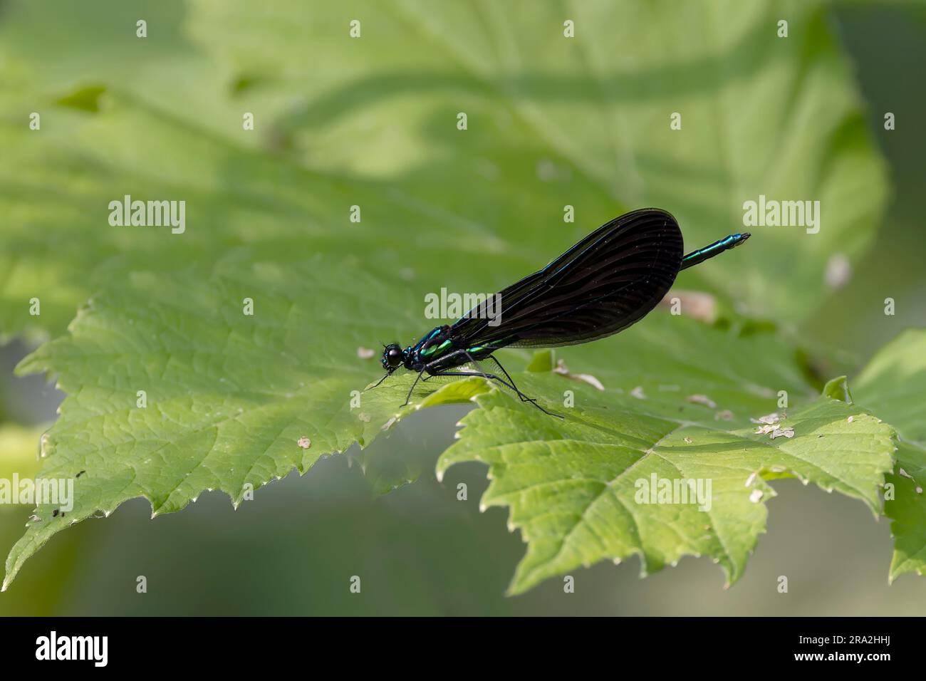 The ebony jewelwing (Calopteryx maculata) - male. Known as black-winged ...