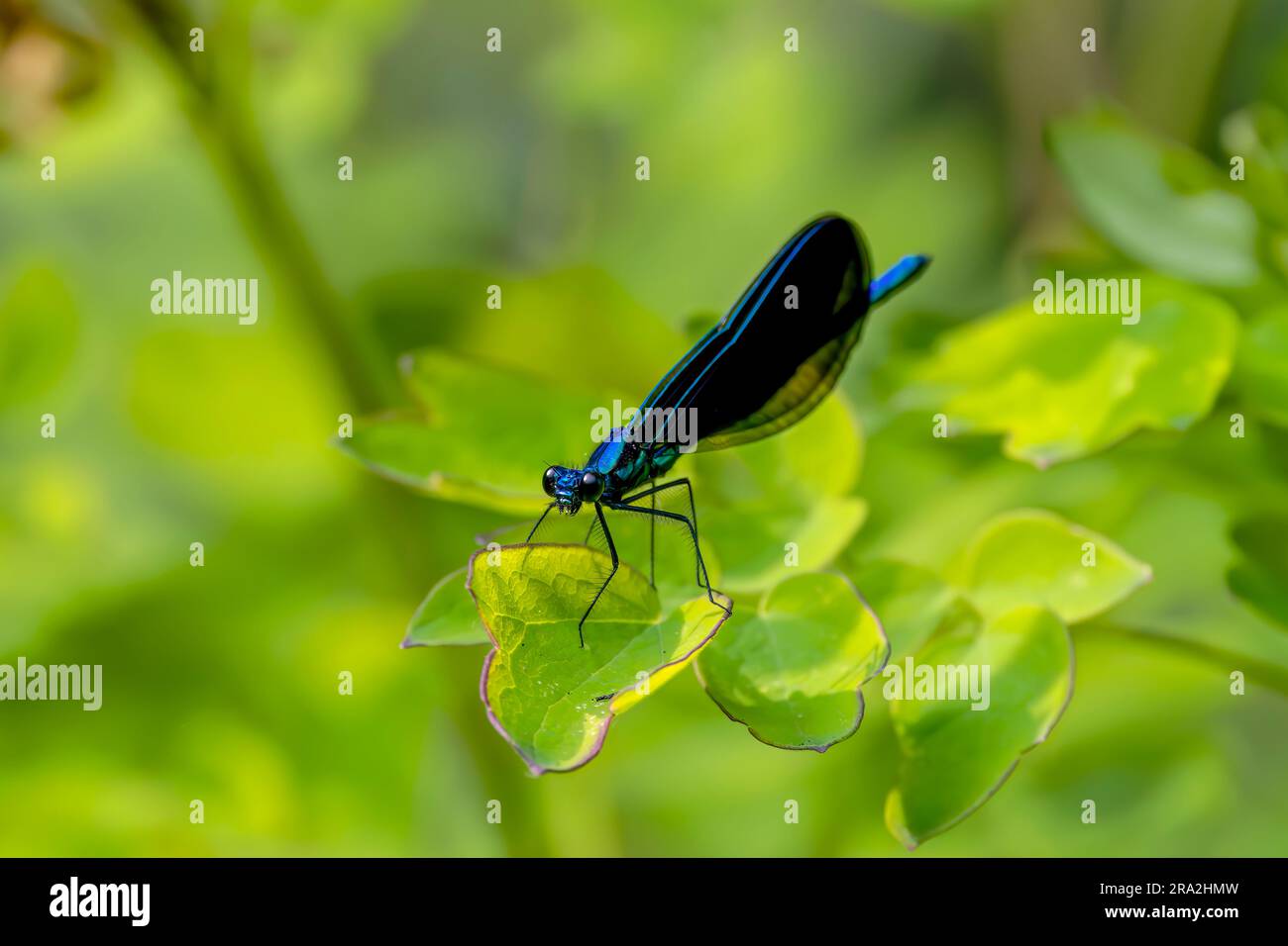 The ebony jewelwing (Calopteryx maculata) - male. Known as black-winged ...