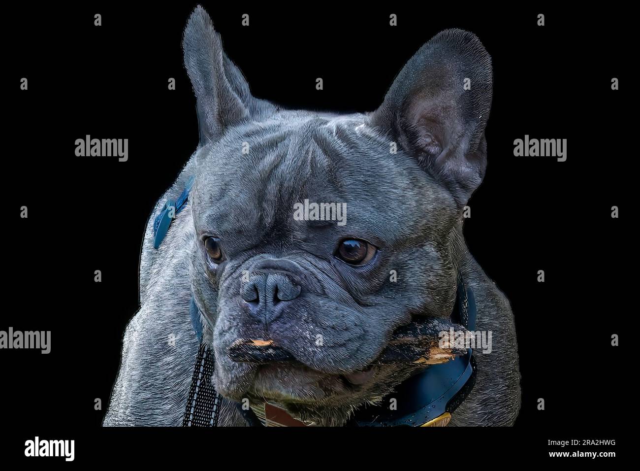 Blue Male French Bulldog. Blue French bulldogs are a small breed. The ...