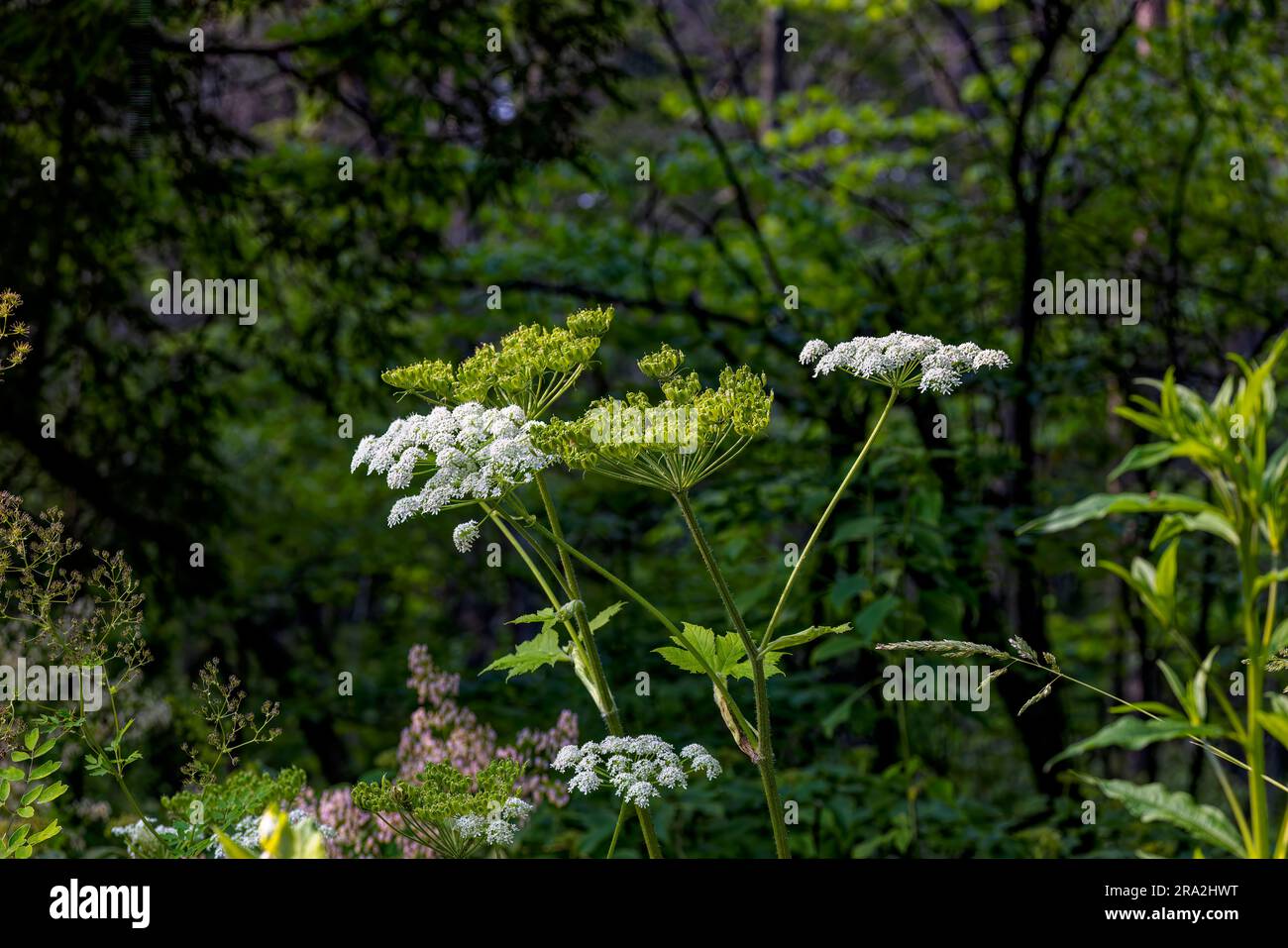 American Cow parsnip (Heracleum maximum) is also known as Satan celery ...