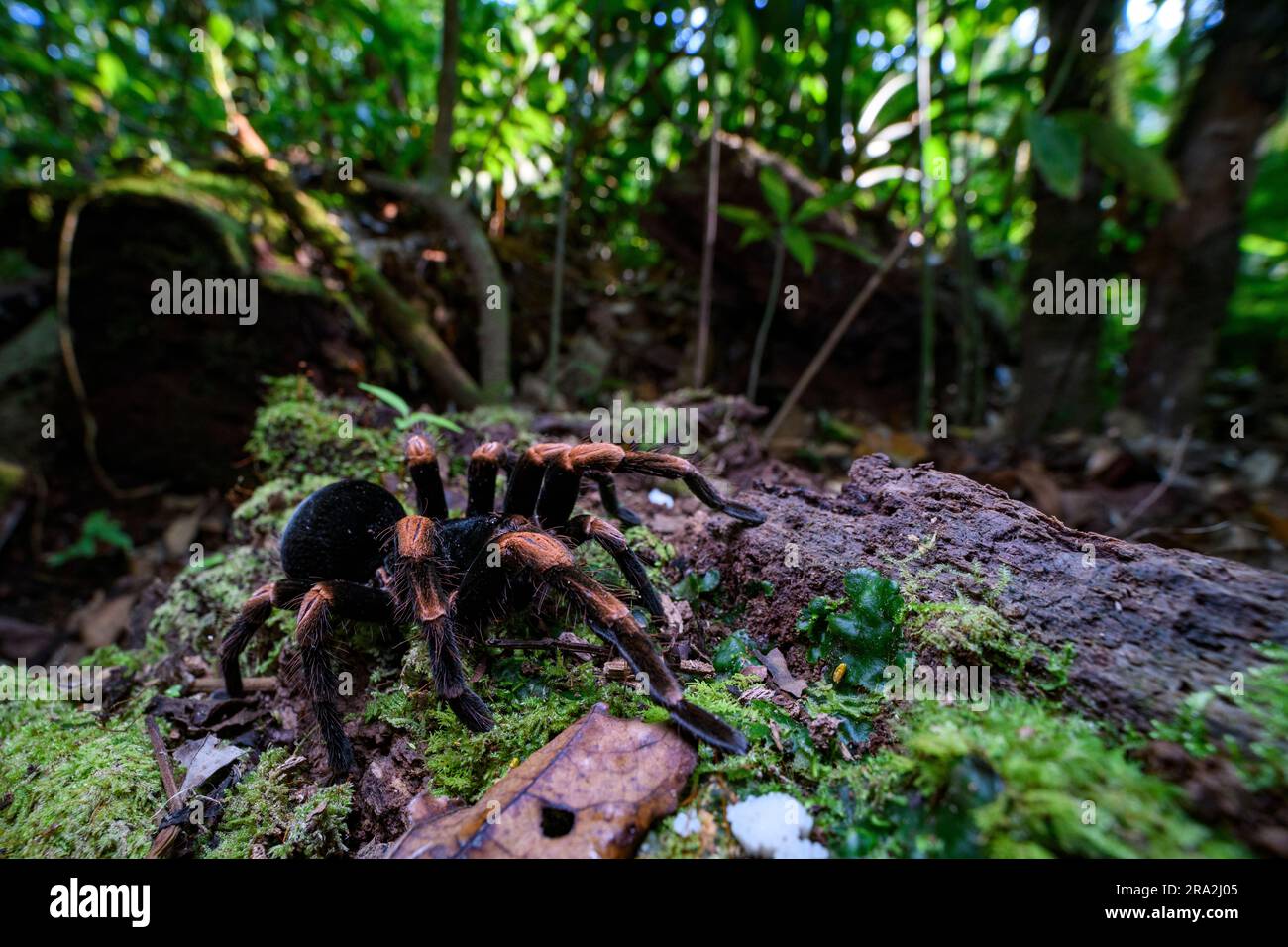 Costa Rica redlegged tarantula (Megaphobema mesomelas,) from the ...