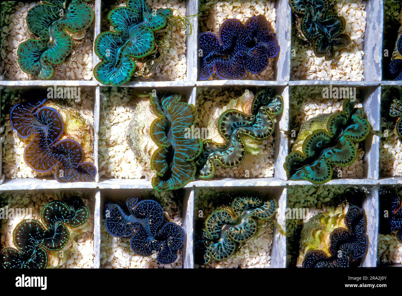 Farm giant clams tridacna hi-res stock photography and images - Alamy